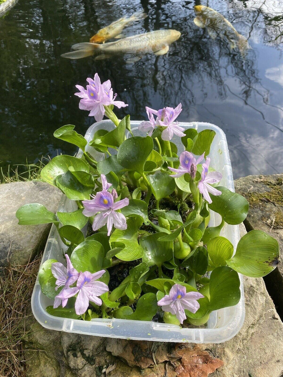 20 Large Water Hyacinth Koi Pond Floating Plants Rid Algae Bio Filte Face Plant
