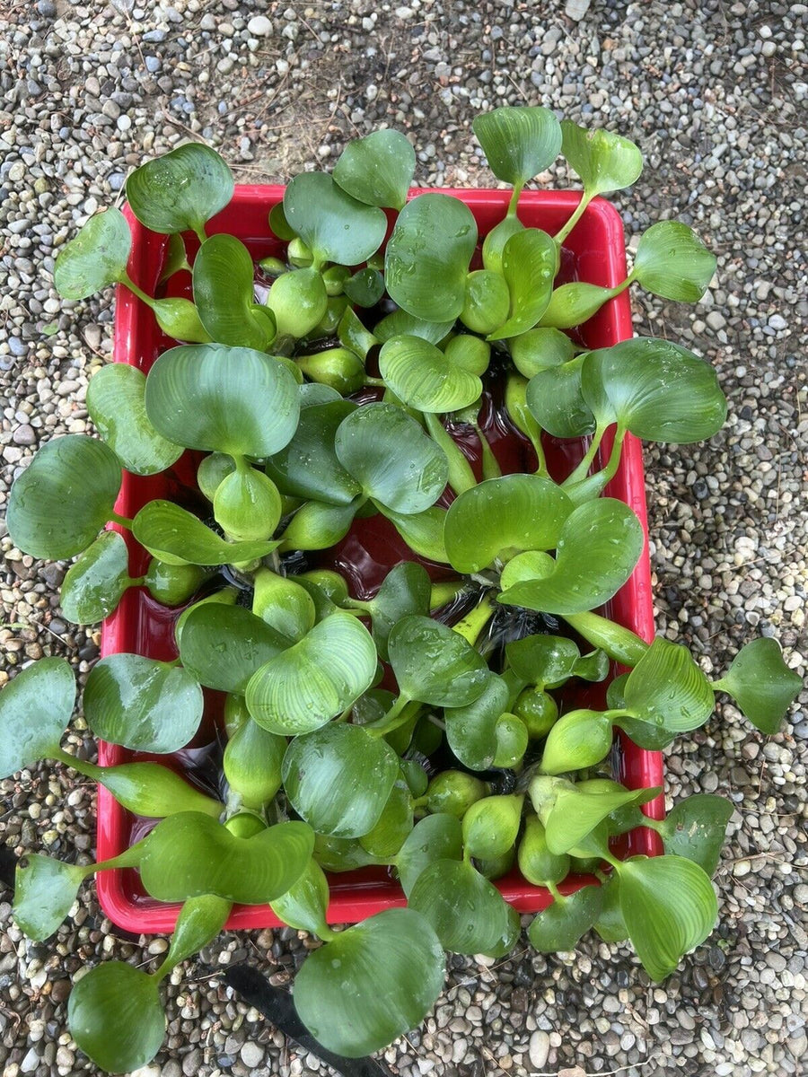 SPECIAL (8) Water Hyacinth Koi Pond Floating Plants Algae Filter 5” BL ...
