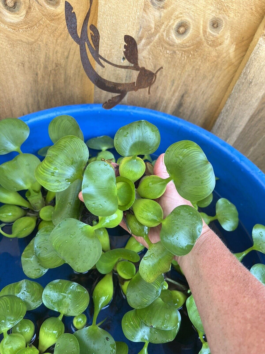 (2) MIX Lettuce & Water Hyacinth Koi Pond Floating Plants Rid Algae Ju ...