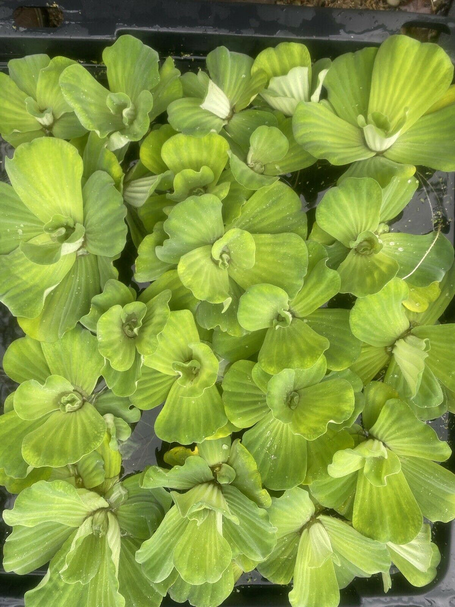 WEEKEND SPECIAL (15) Water Lettuce Koi Pond Floating Plants Rid Algae ...